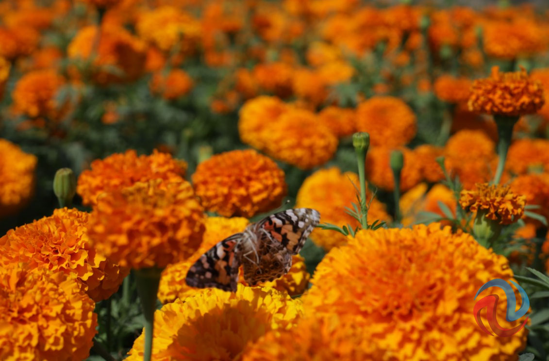Dio inicio la temporada de la flor de cempasúchil en Tijuana