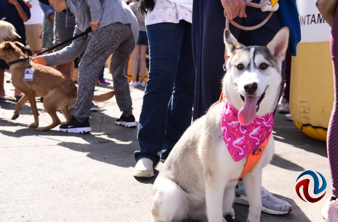 Invitan a pasarela de mascotas en Playas de Tijuana