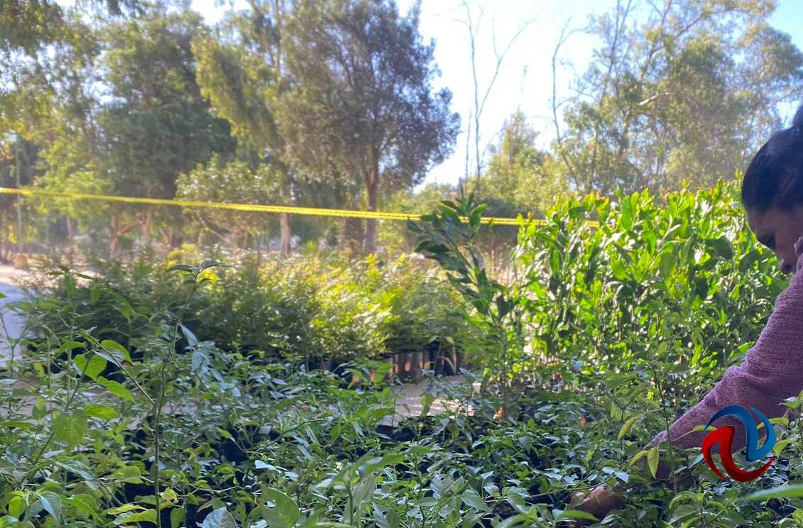 Más de cuatro mil plantas donó el SIMPAT a la población, para reforestar
