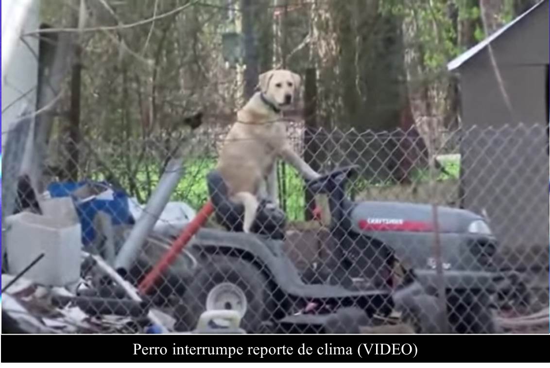 Perro interrumpe reporte de clima