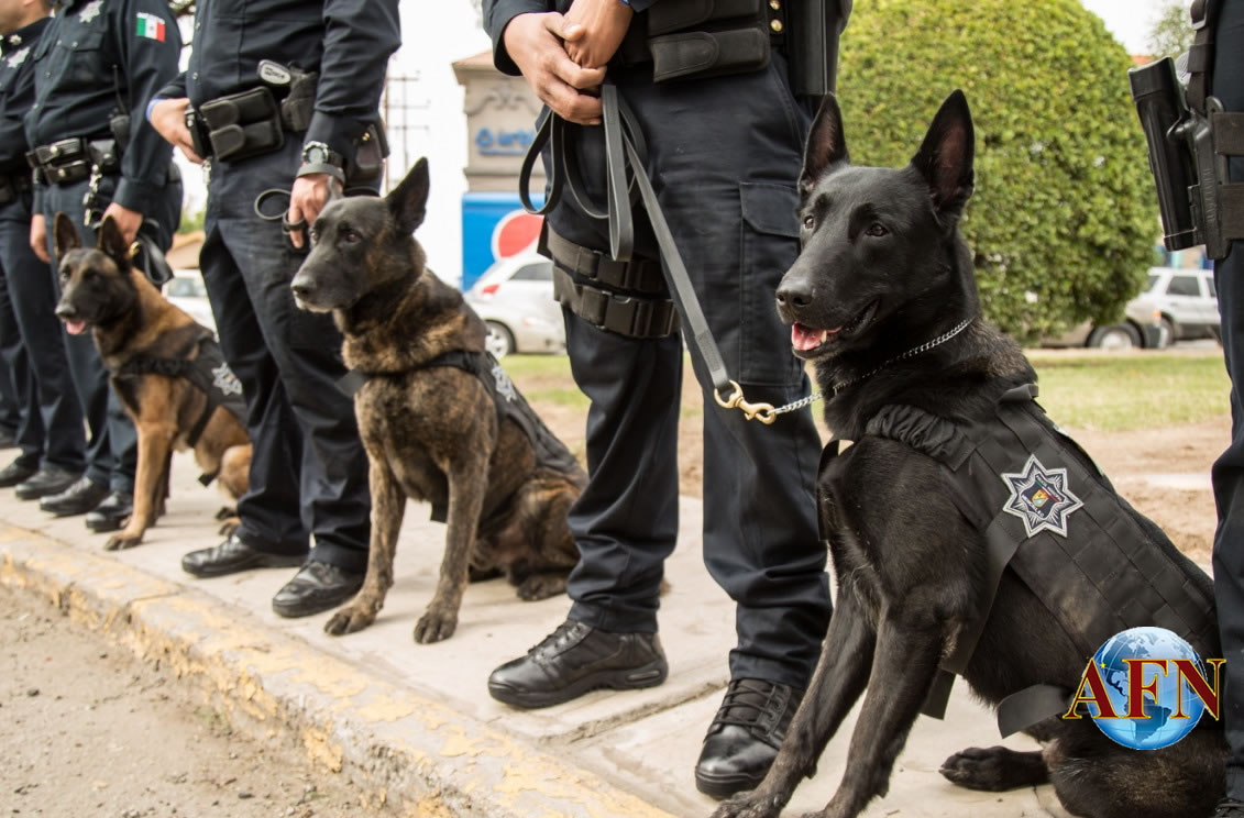 Resultados de la unidad K-9