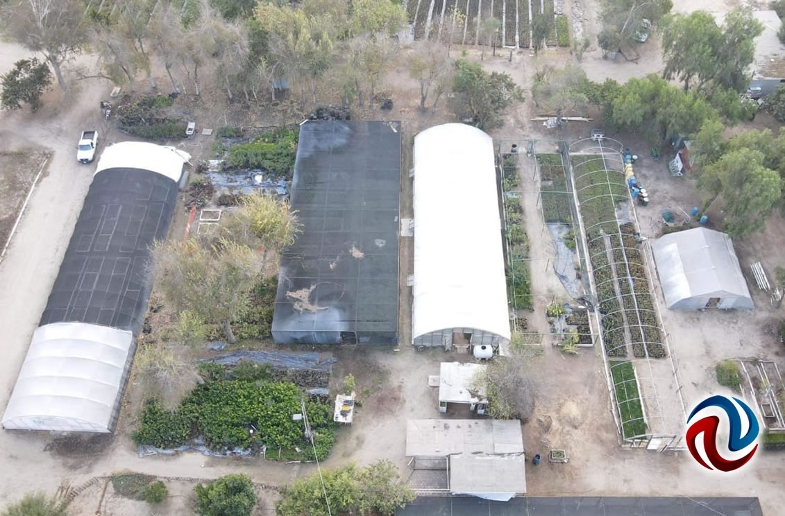 Producen más de 30 mil plantas en vivero de Parque Morelos