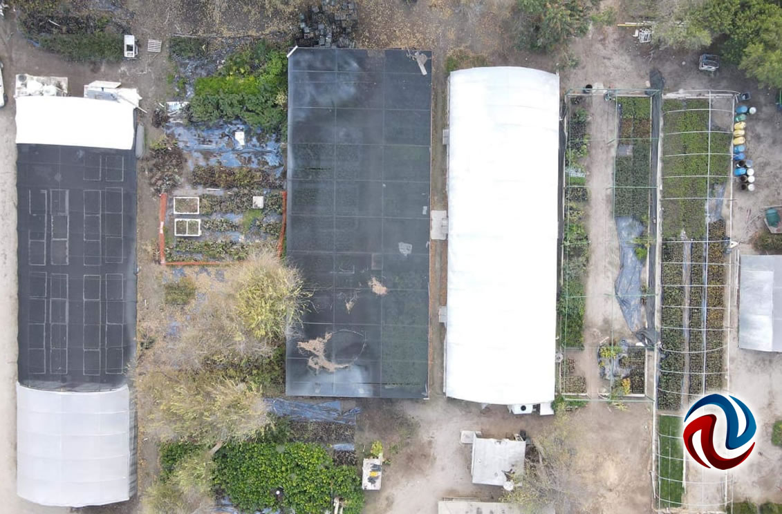 Producen más de 30 mil plantas en vivero de Parque Morelos