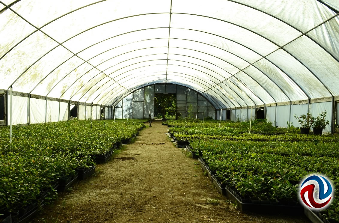 Producen más de 30 mil plantas en vivero de Parque Morelos